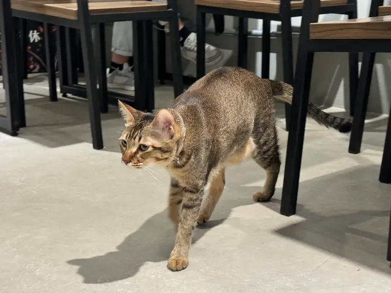 Neda Coffee｜近捷運站工作好去處，以貓和好咖啡撫慰工作的辛勞 | 咖喳 Catcha